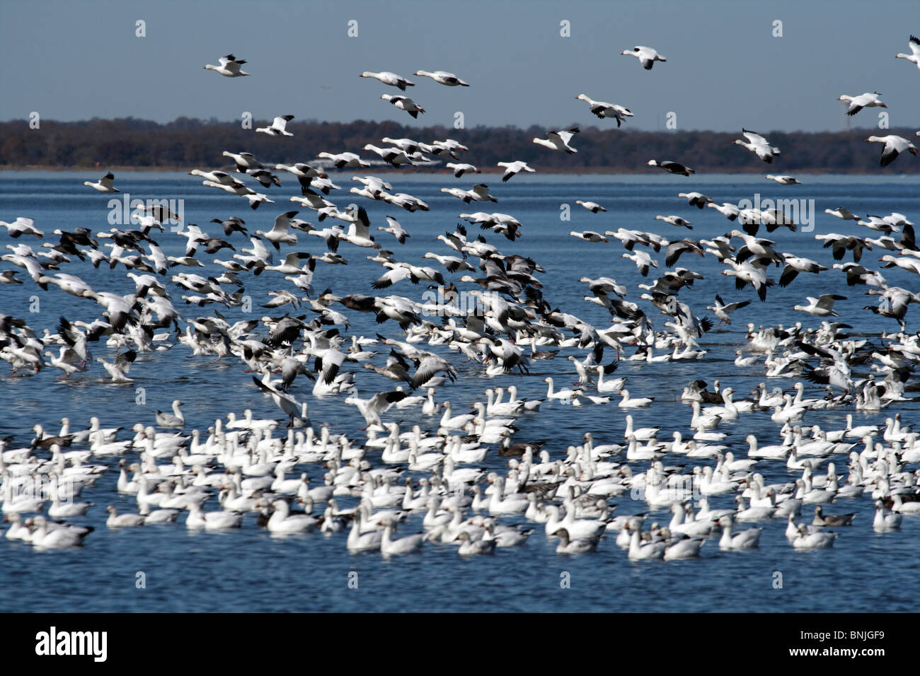 Hagerman National Wildlife Refuge Sherman Texas Lake Texoma Snow Goose ...