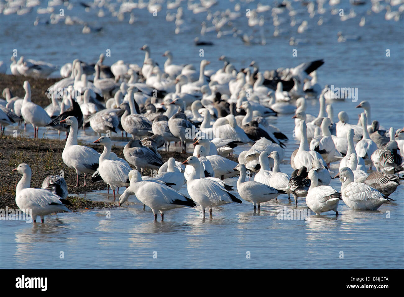 Hagerman National Wildlife Refuge Sherman Texas Lake Texoma Snow Goose ...