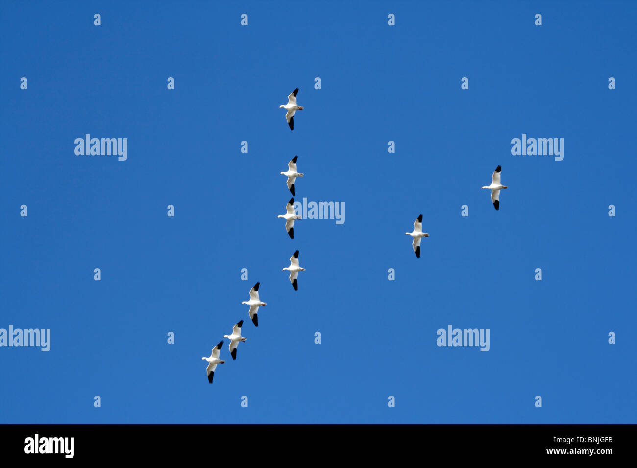 Hagerman National Wildlife Refuge Sherman Texas Lake Texoma Snow Goose ...