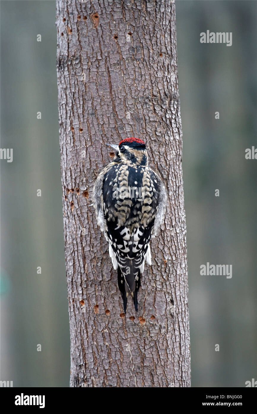 Richardson Texas female Yellow Bellied Sapsucker Woodpecker Sphyrapicus ...