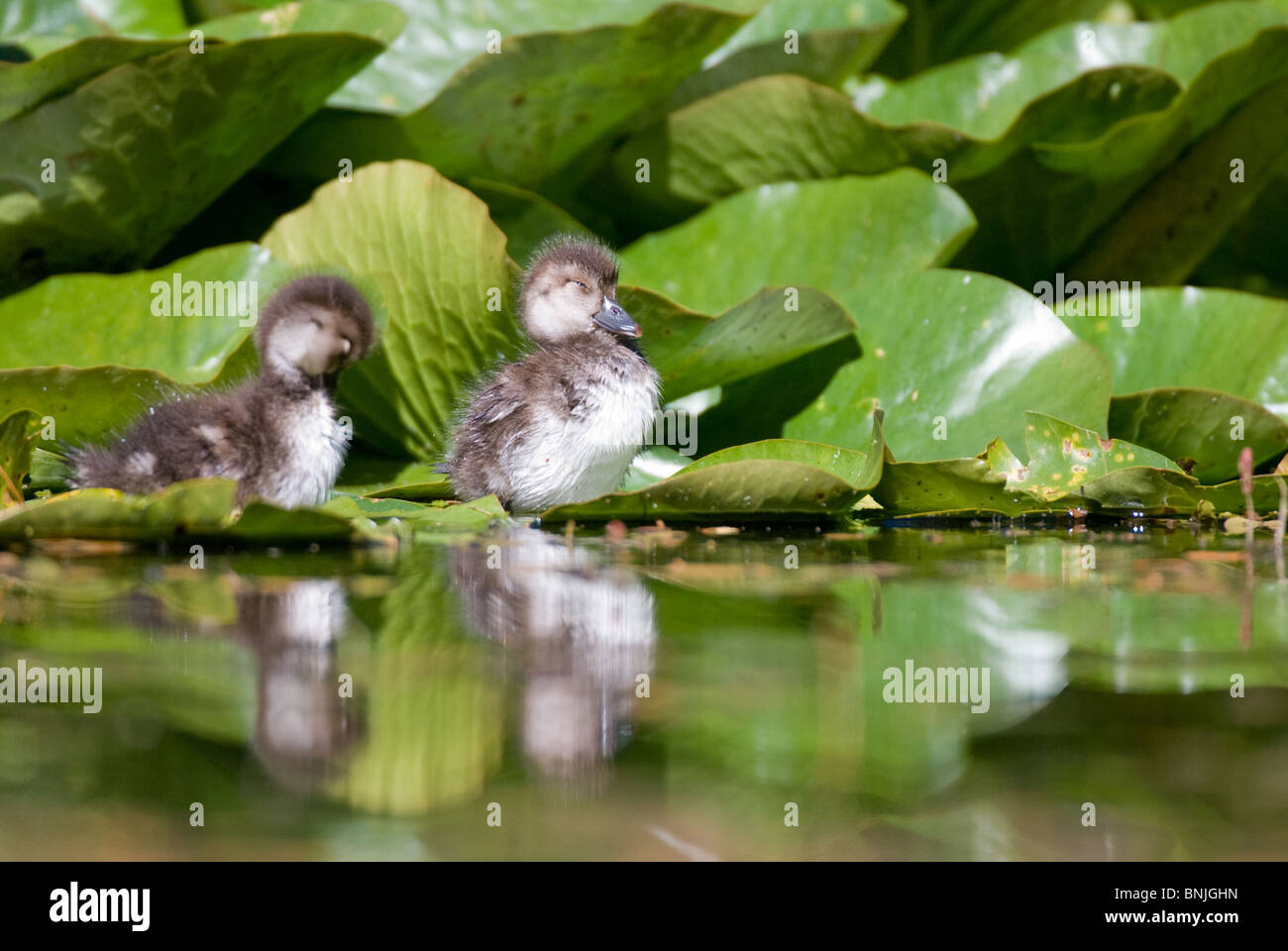 New Zealand Scaup Aythya novaeseelandiae ducklings Stock Photo - Alamy