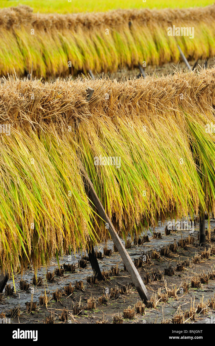 UNESCO agricultural agriculture architecture asia autumn countryside ...