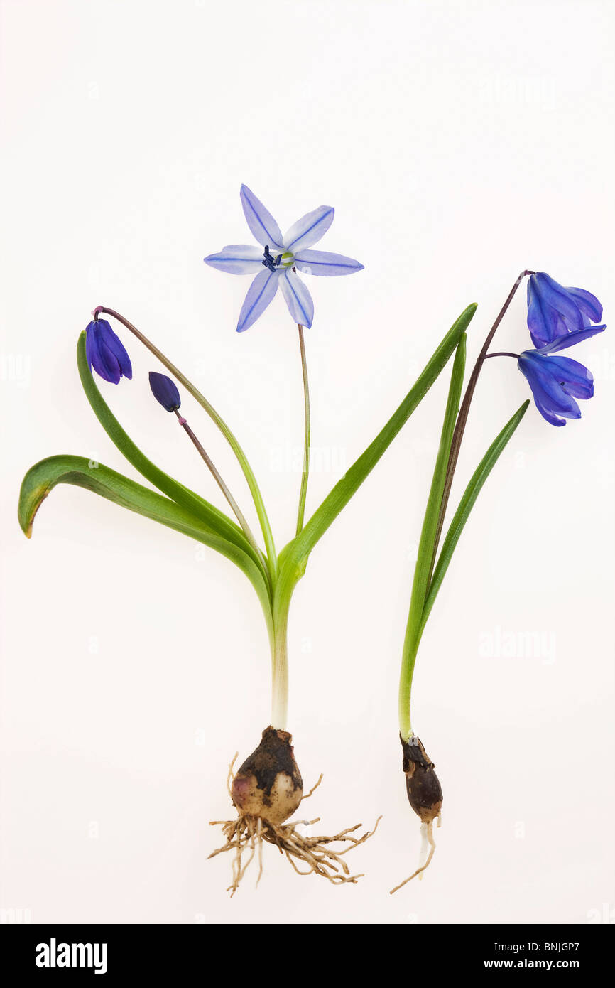 Scilla squills squill flowers flower green blue studio concept plant ...