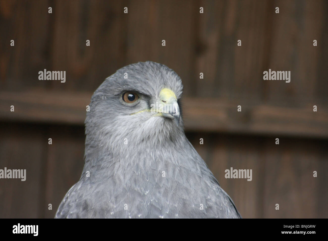 Grey Eagle Buzzard Stock Photo - Alamy