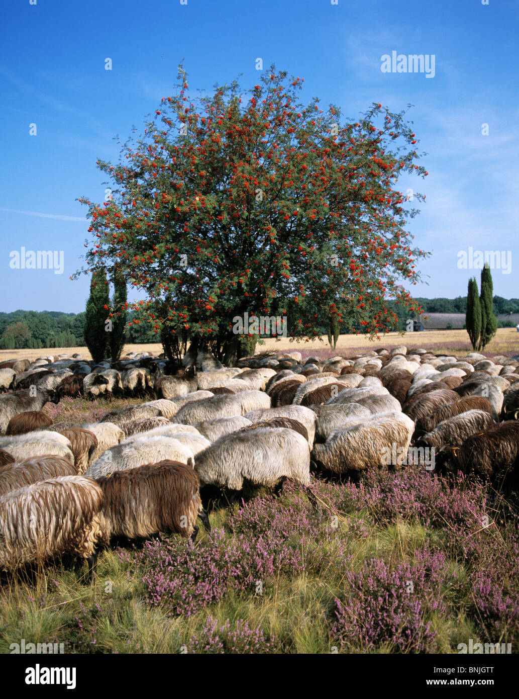 Germany Lower Saxony Bispingen Bispingen-Haverbeck nature reserve ...