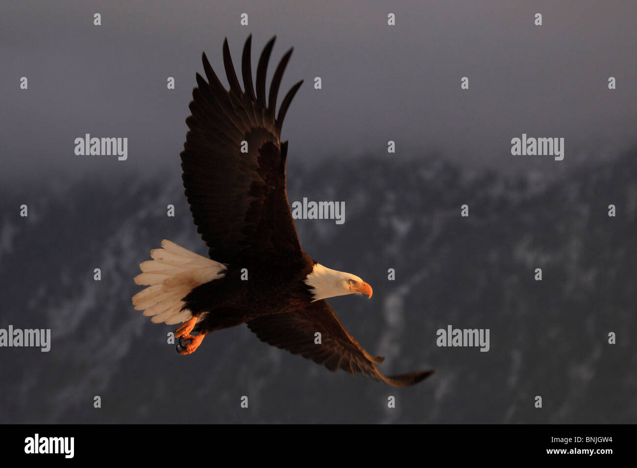 Evening evening light evening mood eagle Alaska America Bald Eagle ...