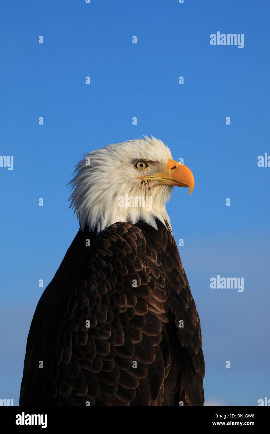 Eagles Alaska America Bald Eagle feather spring feathers springs ...