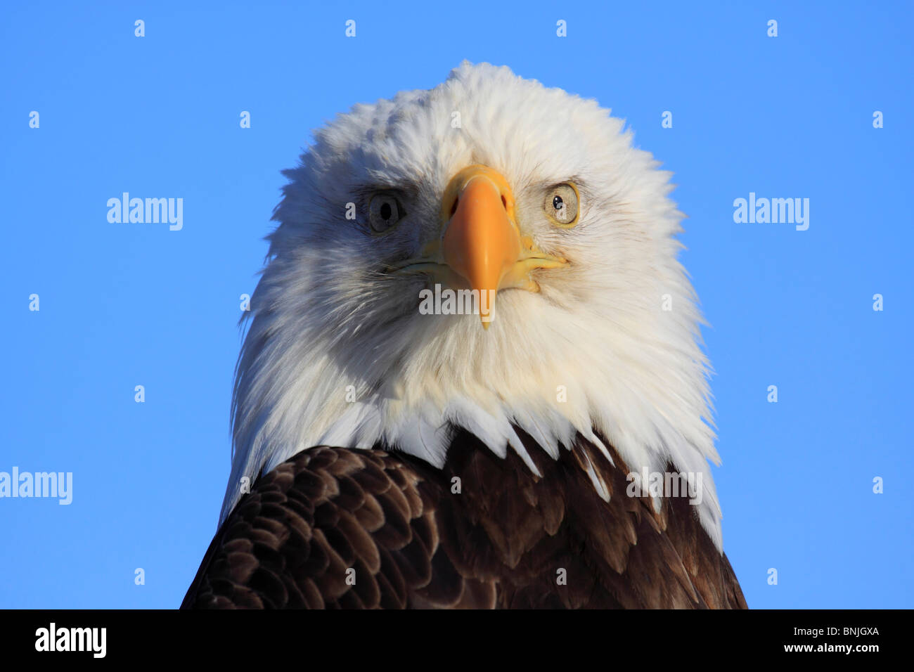 Eagles Alaska America Bald Eagle feather spring feathers springs ...