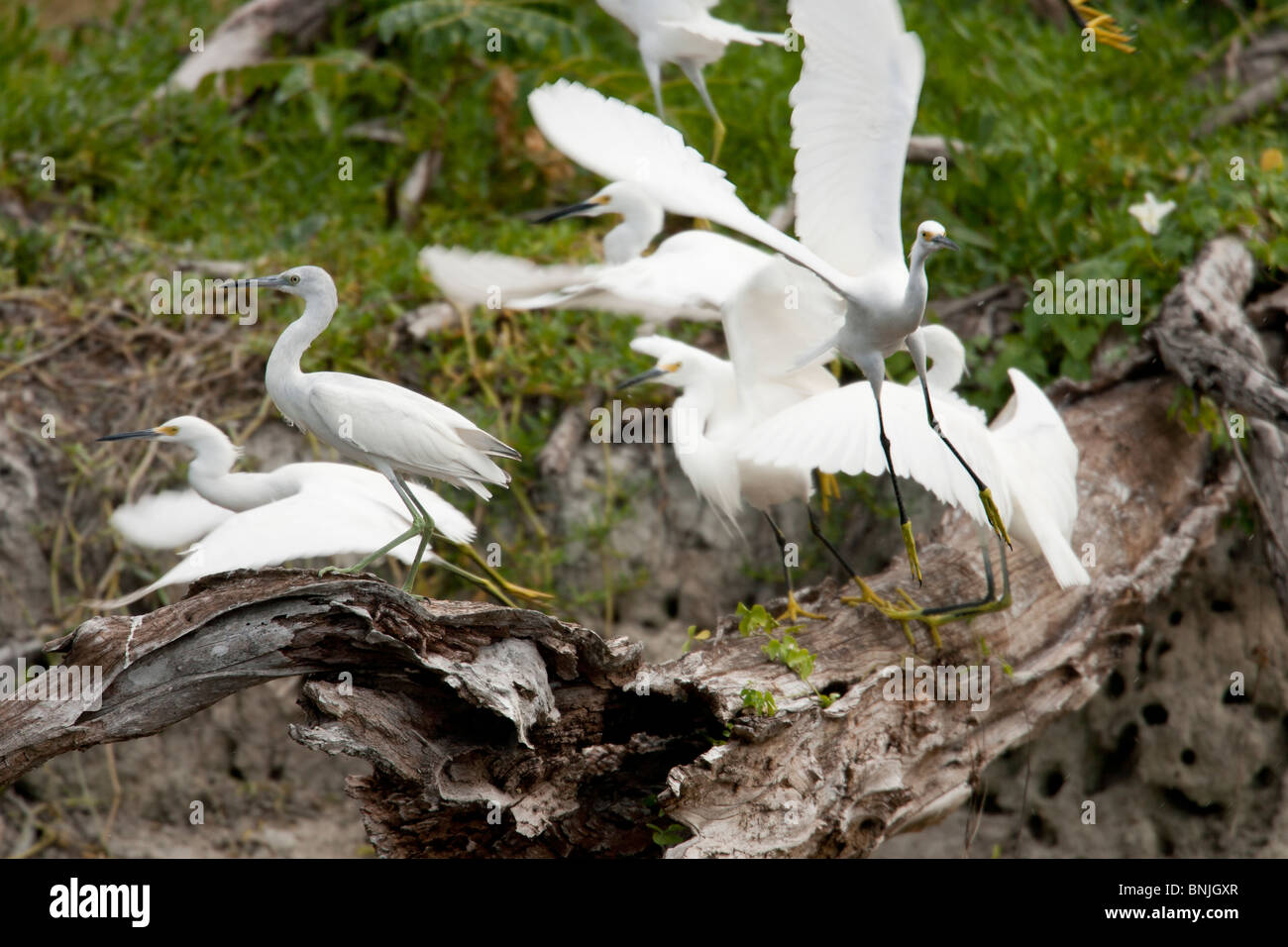 Everglades egret flock hi-res stock photography and images - Alamy