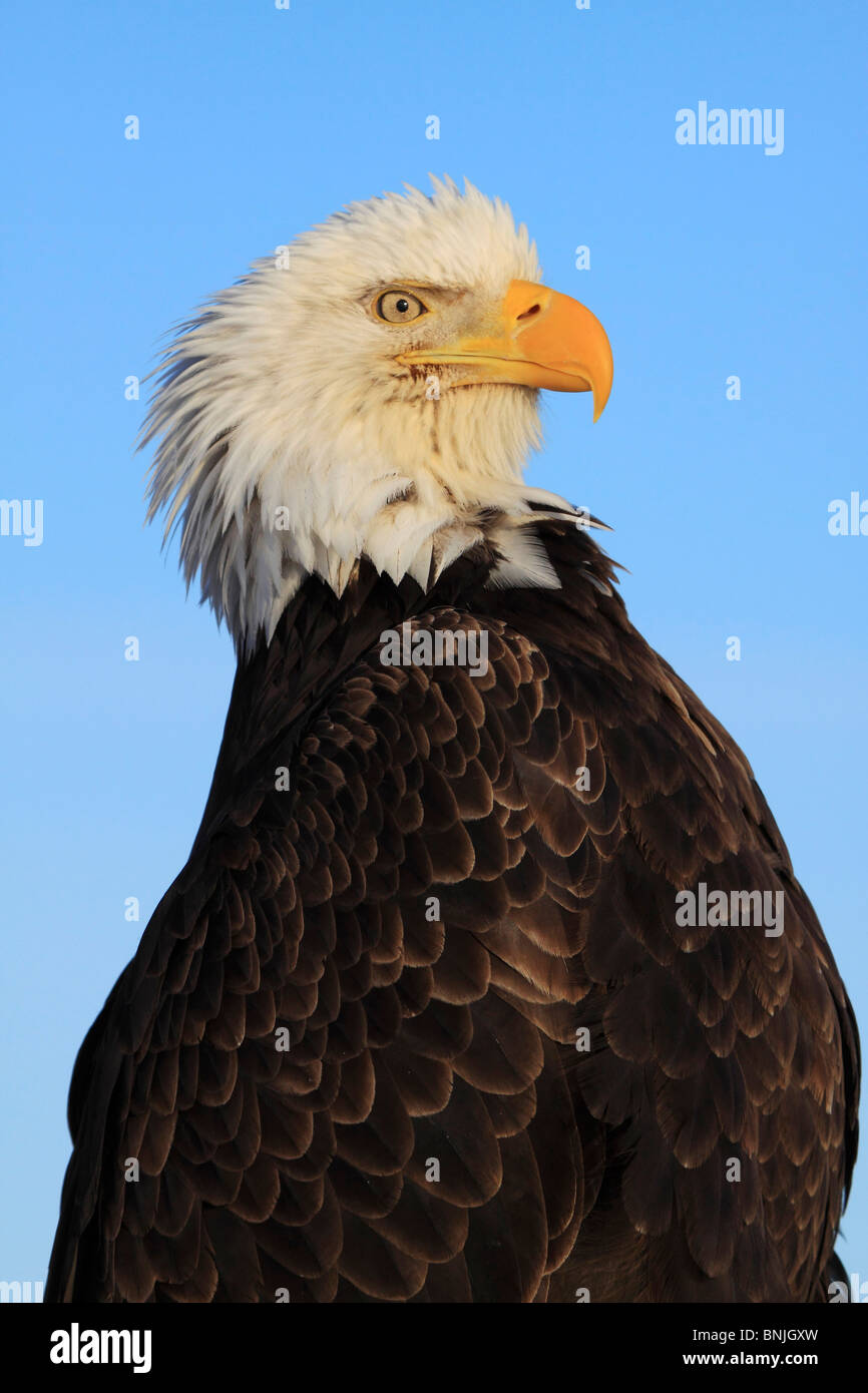 Eagles Alaska America Bald Eagle feather spring feathers springs ...