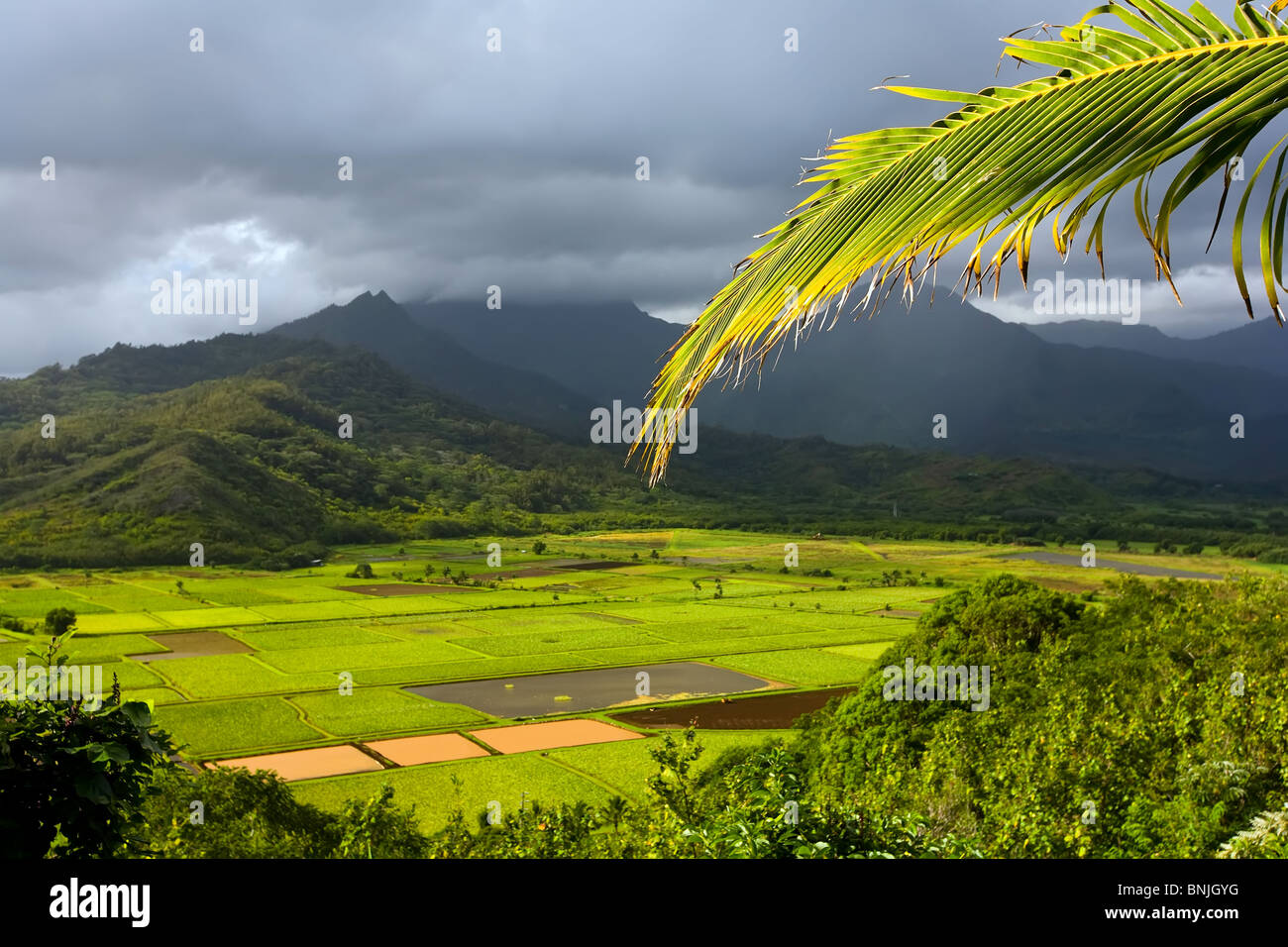 Bright leaves of the taro fields in Hanalei Kauai with mountains in the ...