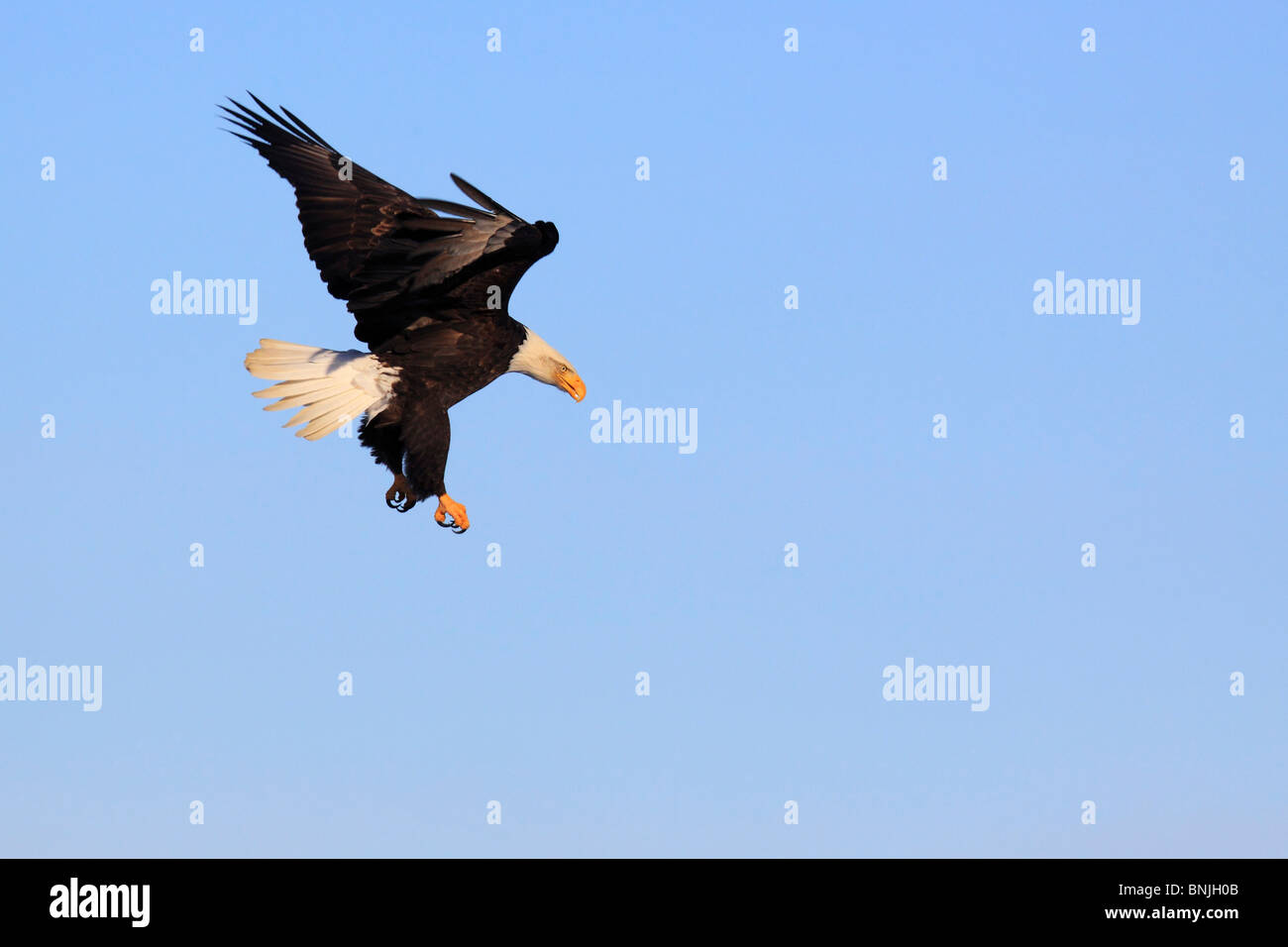 Eagles Alaska America Bald Eagle feather spring feathers springs flight ...