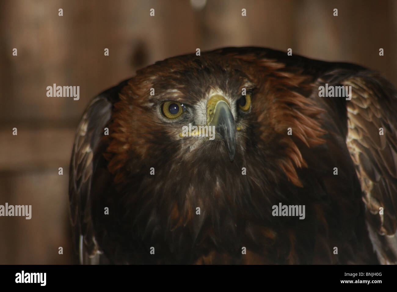 Eagle warwick castle hi-res stock photography and images - Alamy