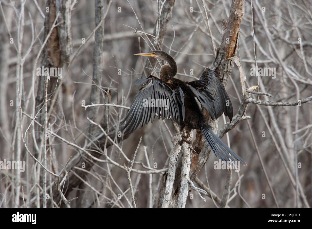 Anhinga (Anhinga anhinga leucogaster), male drying wings Stock Photo ...
