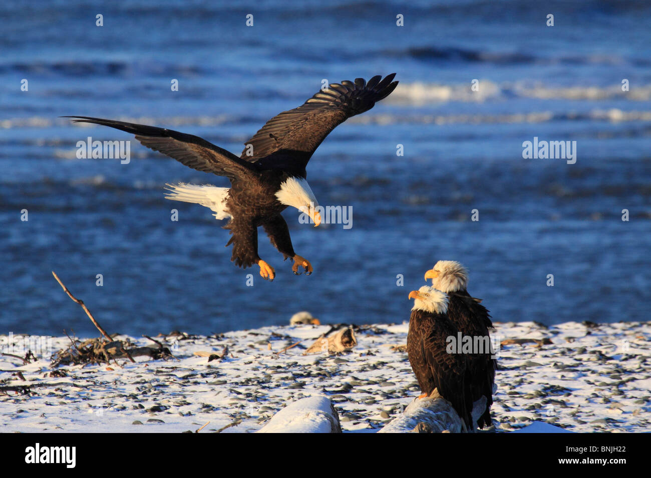 Eagles Alaska America flight Bald Eagle feather spring feathers springs ...