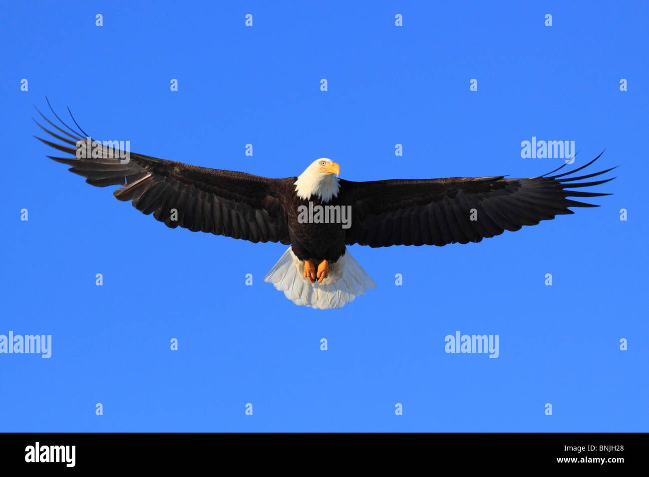 Eagles Alaska America Bald Eagle feather spring feathers springs flight ...