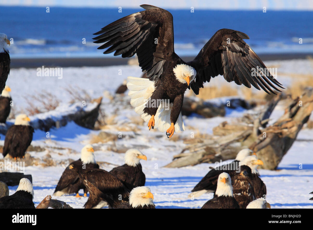 Eagles Alaska America flight Bald Eagle feather spring feathers springs ...