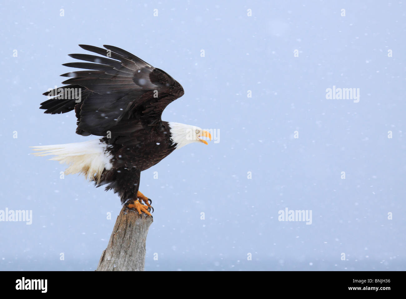 Eagles Alaska America Bald Eagle trunk tree feather spring feathers ...