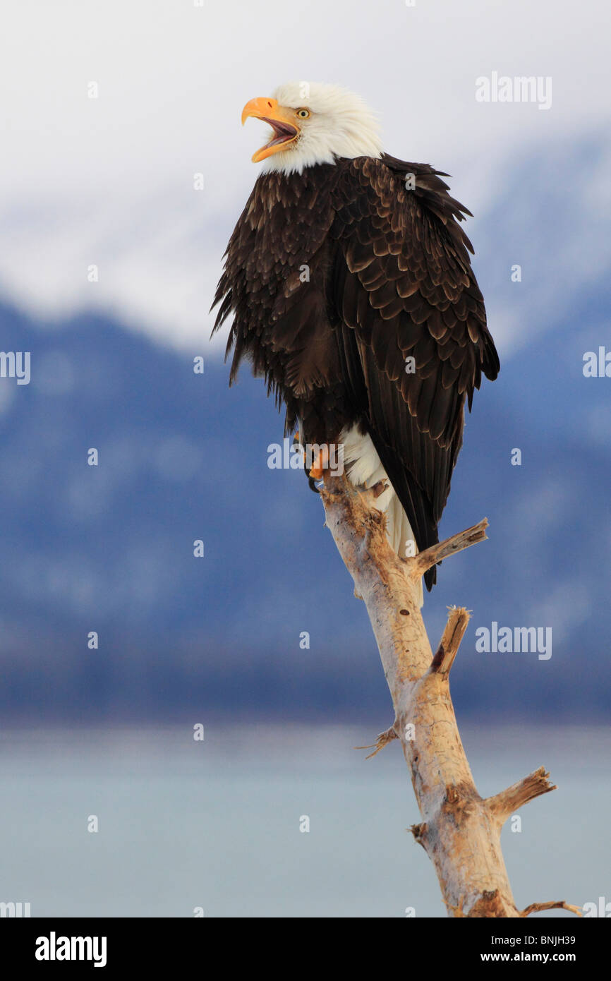 Eagles Alaska America Bald Eagle trunk tree feather spring feathers ...