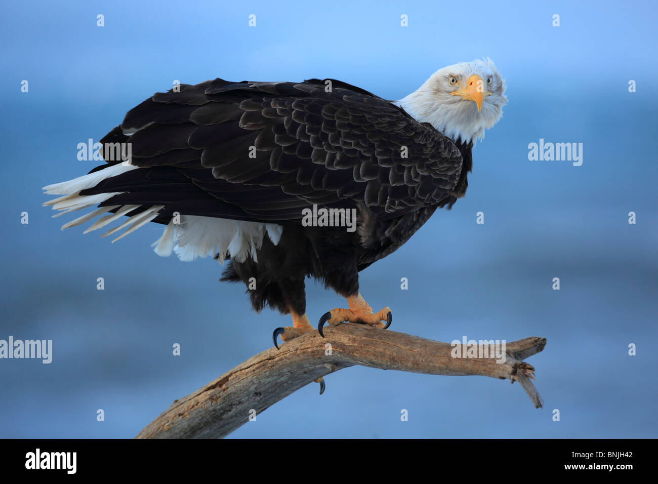 Eagle Alaska America Bald Eagle trunk tree feather spring feathers ...