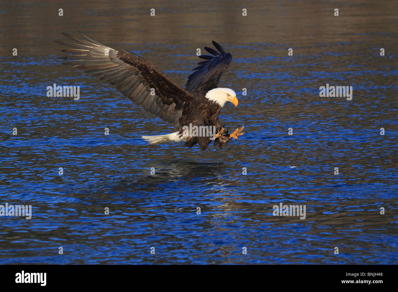 Eagles Alaska America flight Bald Eagle feather spring feathers springs ...