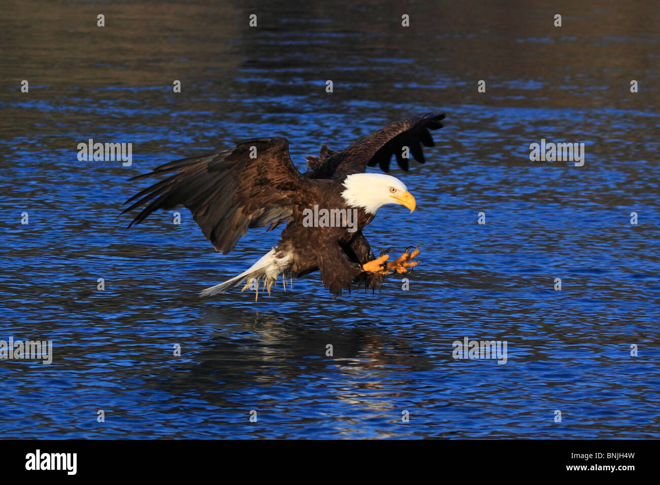 Eagles Alaska America flight Bald Eagle feather spring feathers springs ...