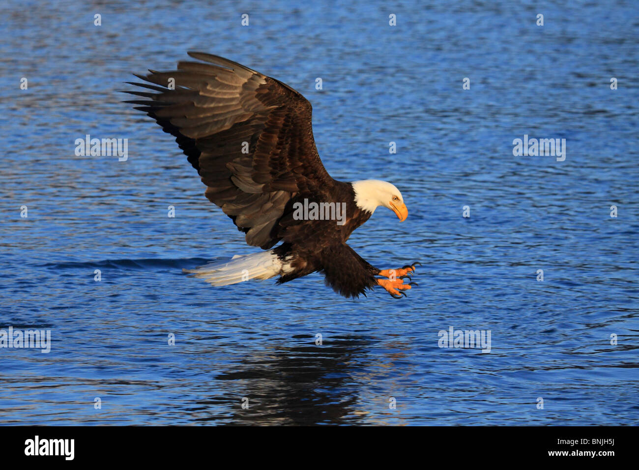 Eagles Alaska America flight Bald Eagle feather spring feathers springs ...