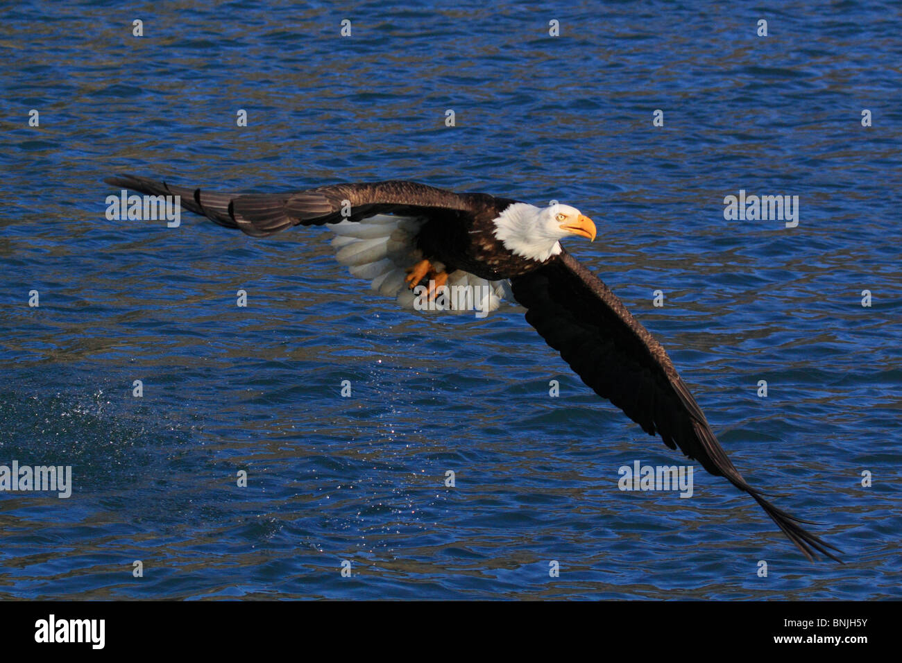 Eagles Alaska America flight Bald Eagle food eating catch feather ...