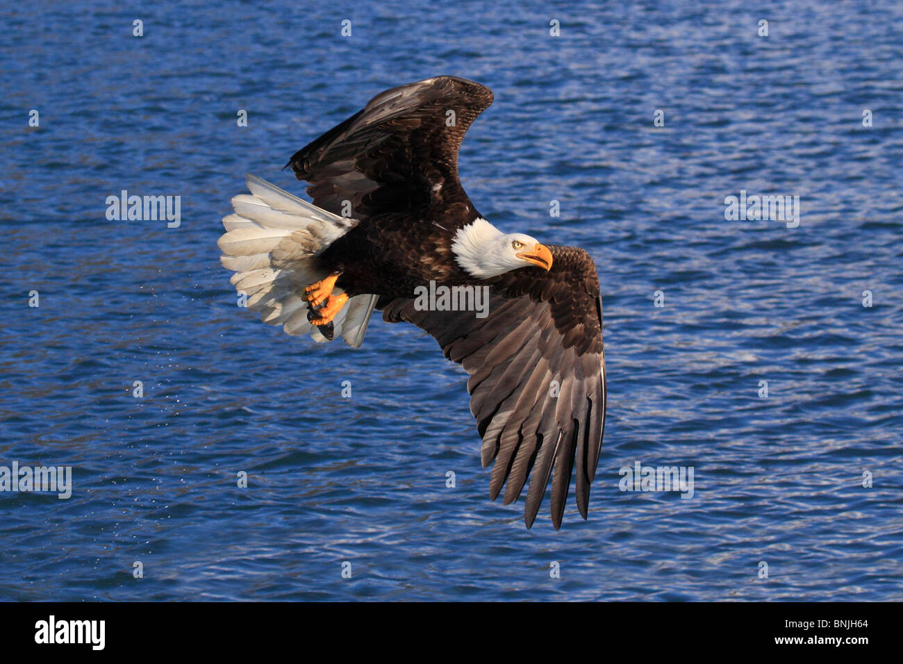 Eagles Alaska America flight Bald Eagle food eating catch feather ...