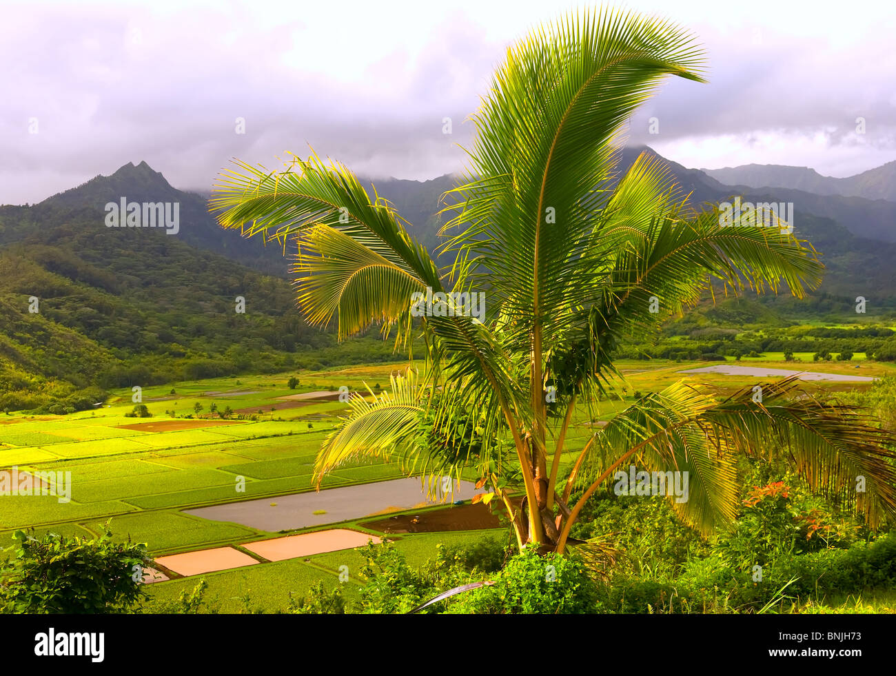 Poi hawaii hi-res stock photography and images - Alamy