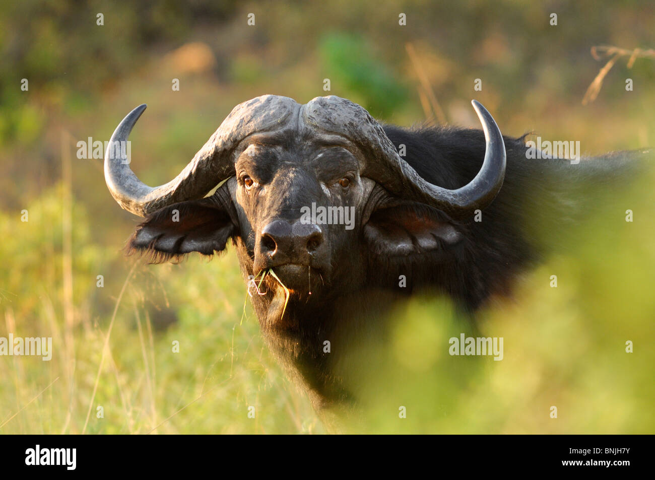 African Buffalo Syncerus caffer Bwabwata National Park Susuwe Island ...