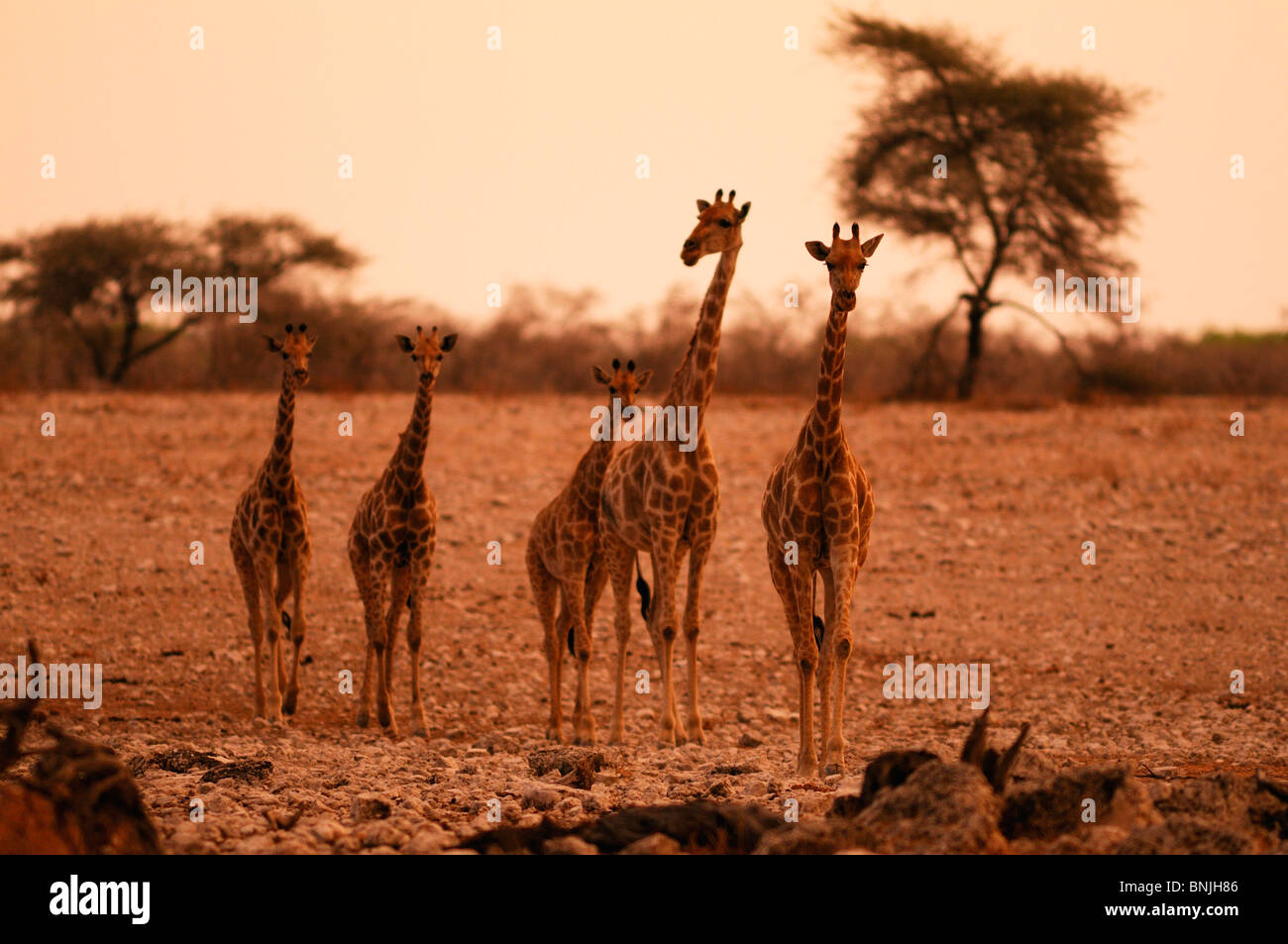 Camelopardus hi-res stock photography and images - Alamy