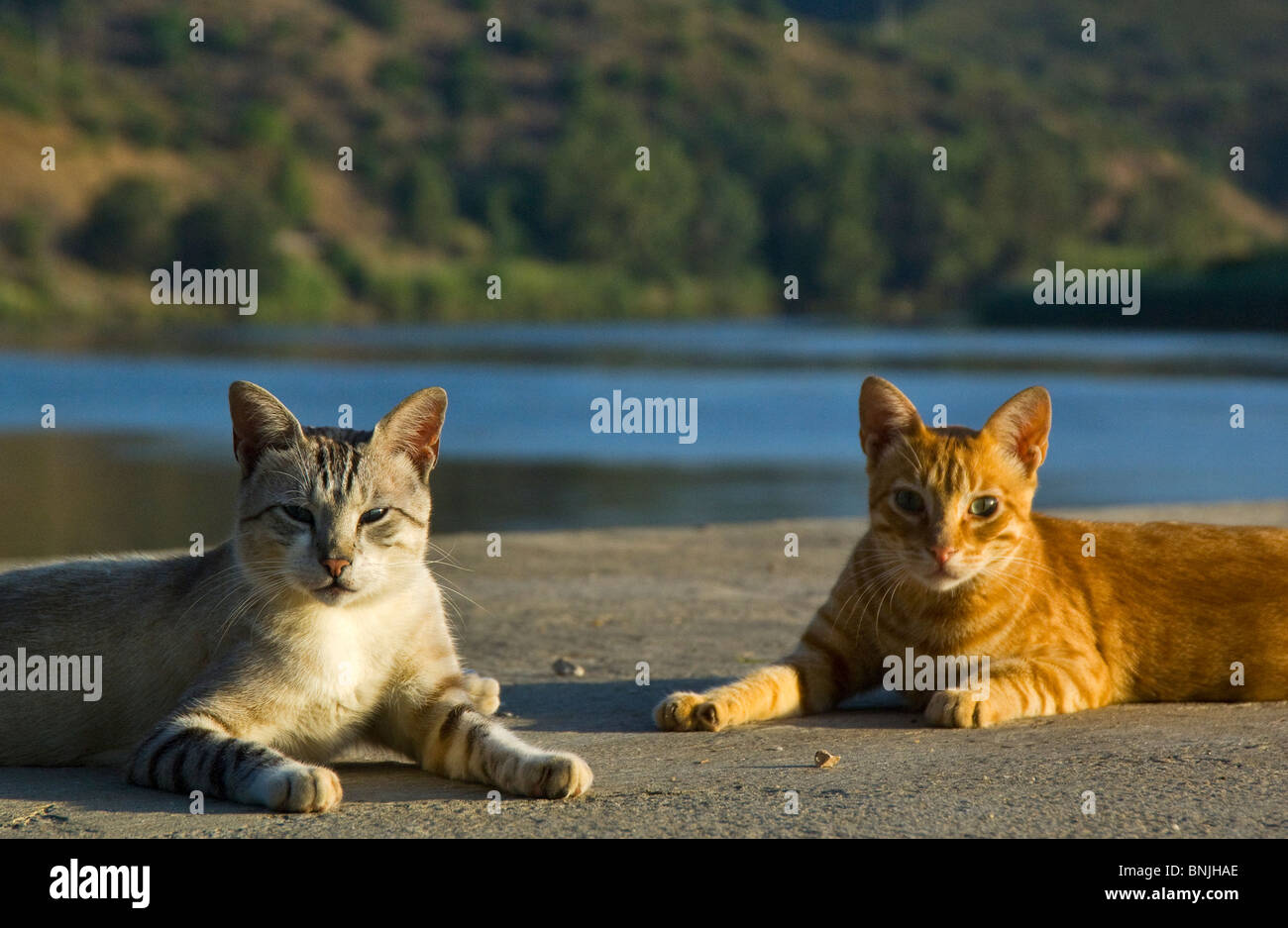 Two local Portuguese cats waiting for fish to be landed at Laranjeiras ...
