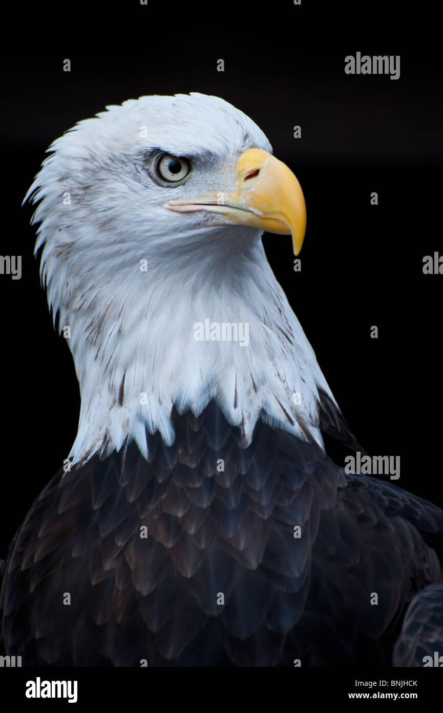 Bald eagle portrait hi-res stock photography and images - Alamy