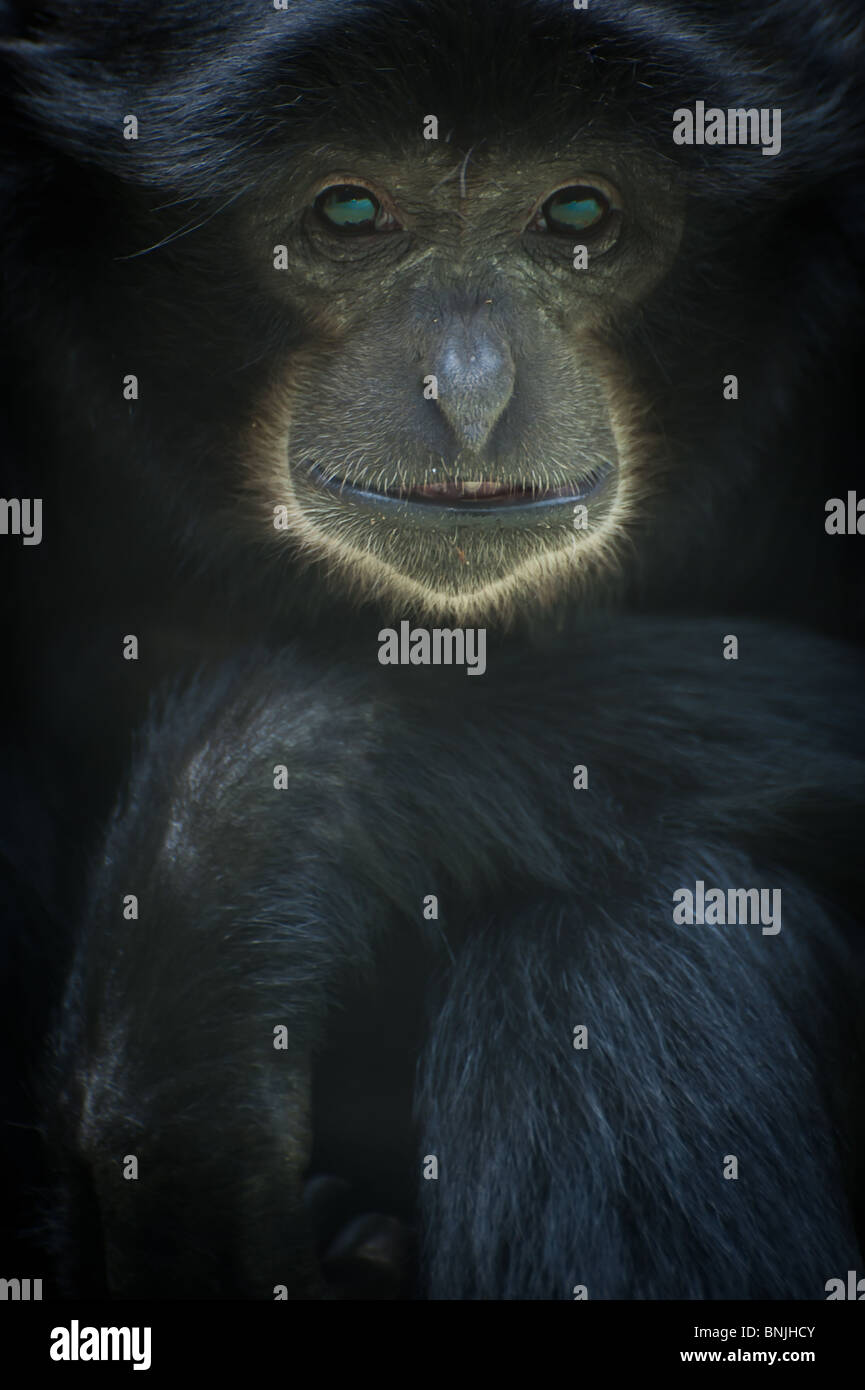 Siamang gibbon hi-res stock photography and images - Alamy