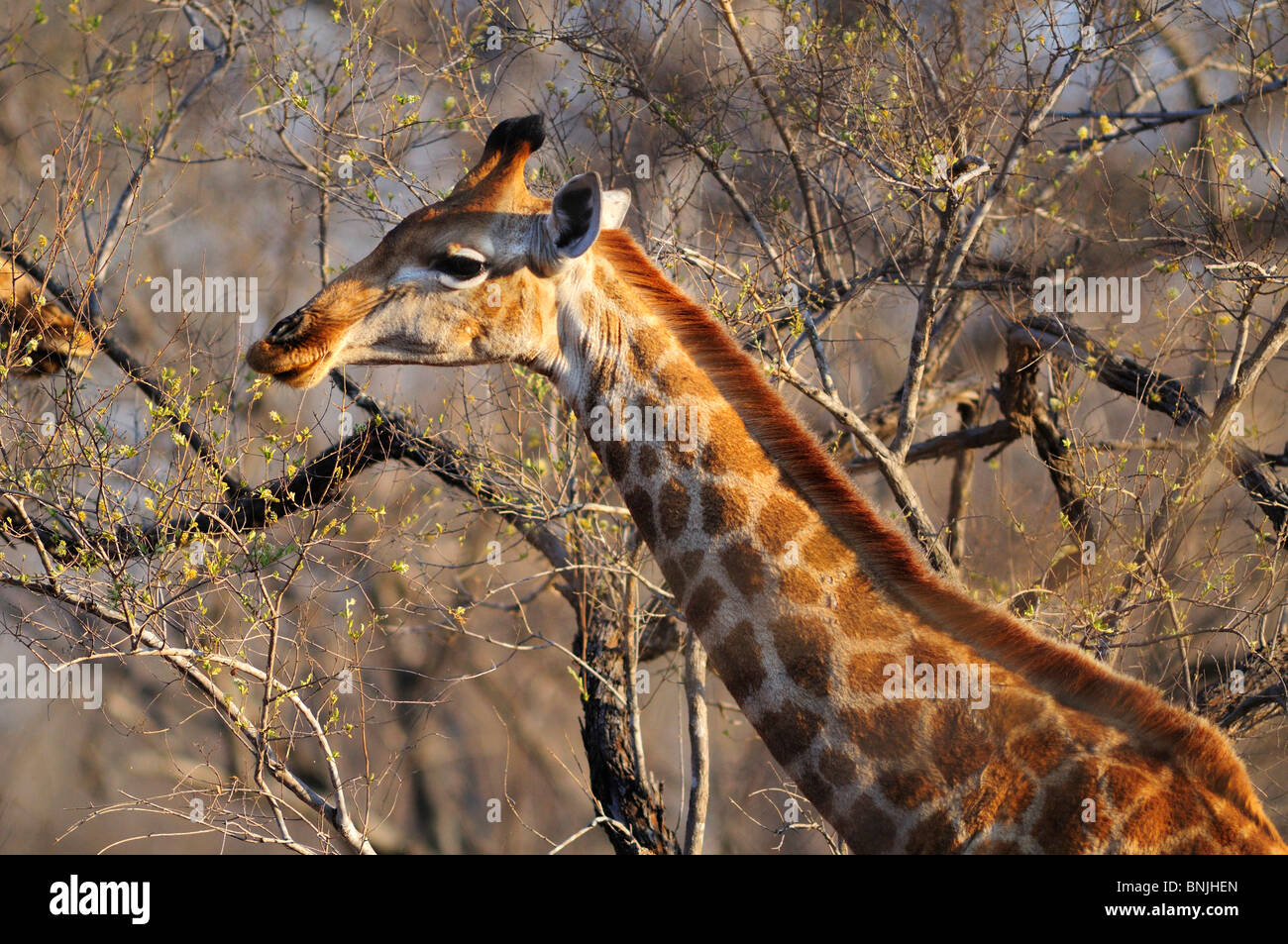 Camelopardus High Resolution Stock Photography and Images - Alamy