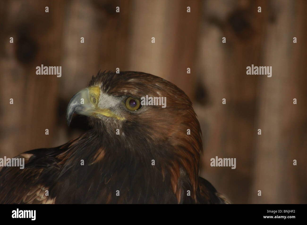 Eagle warwick castle hi-res stock photography and images - Alamy