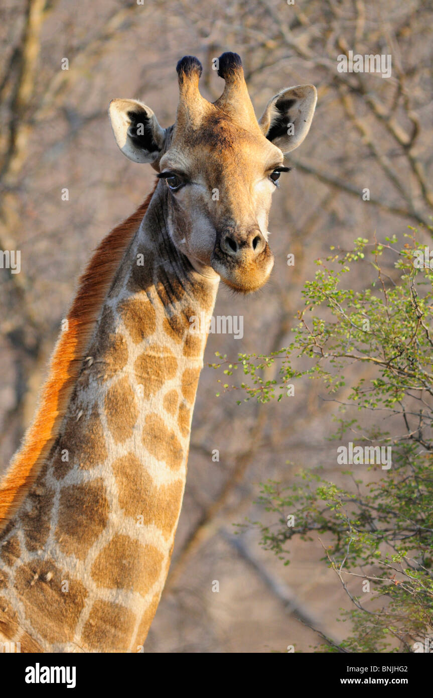 Giraffe Camelopardus Garonga Safari Camp Greater Makalali Conservancy ...