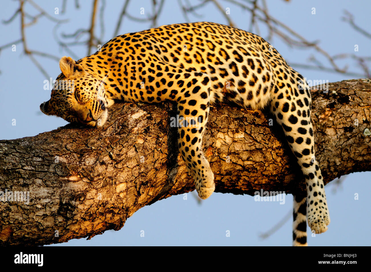 Leopard Panthera pardus Ulusaba Sir Richard Branson's Private Game ...