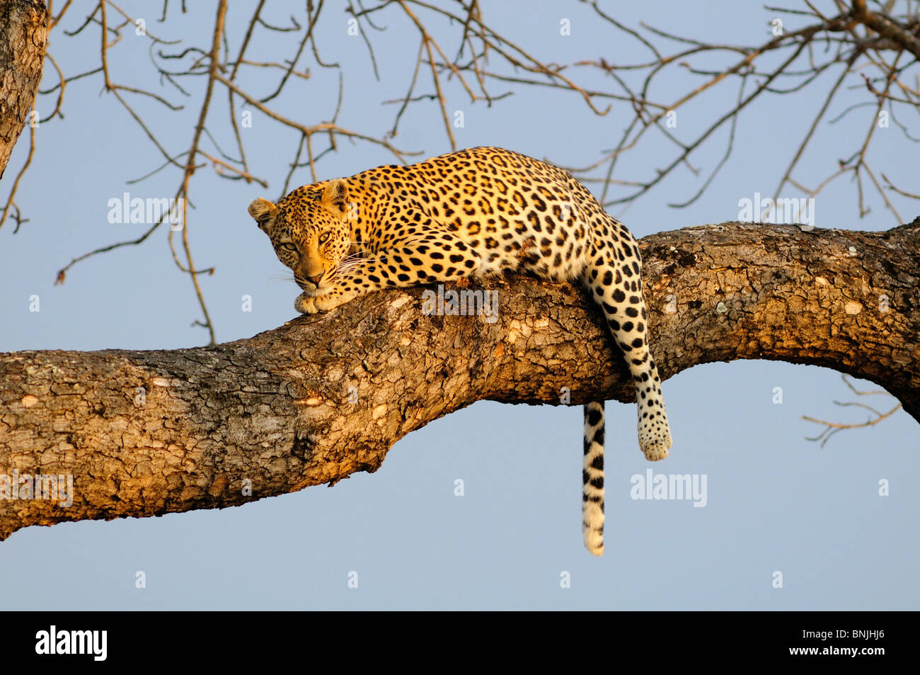 Richard branson's private game reserve hi-res stock photography and ...