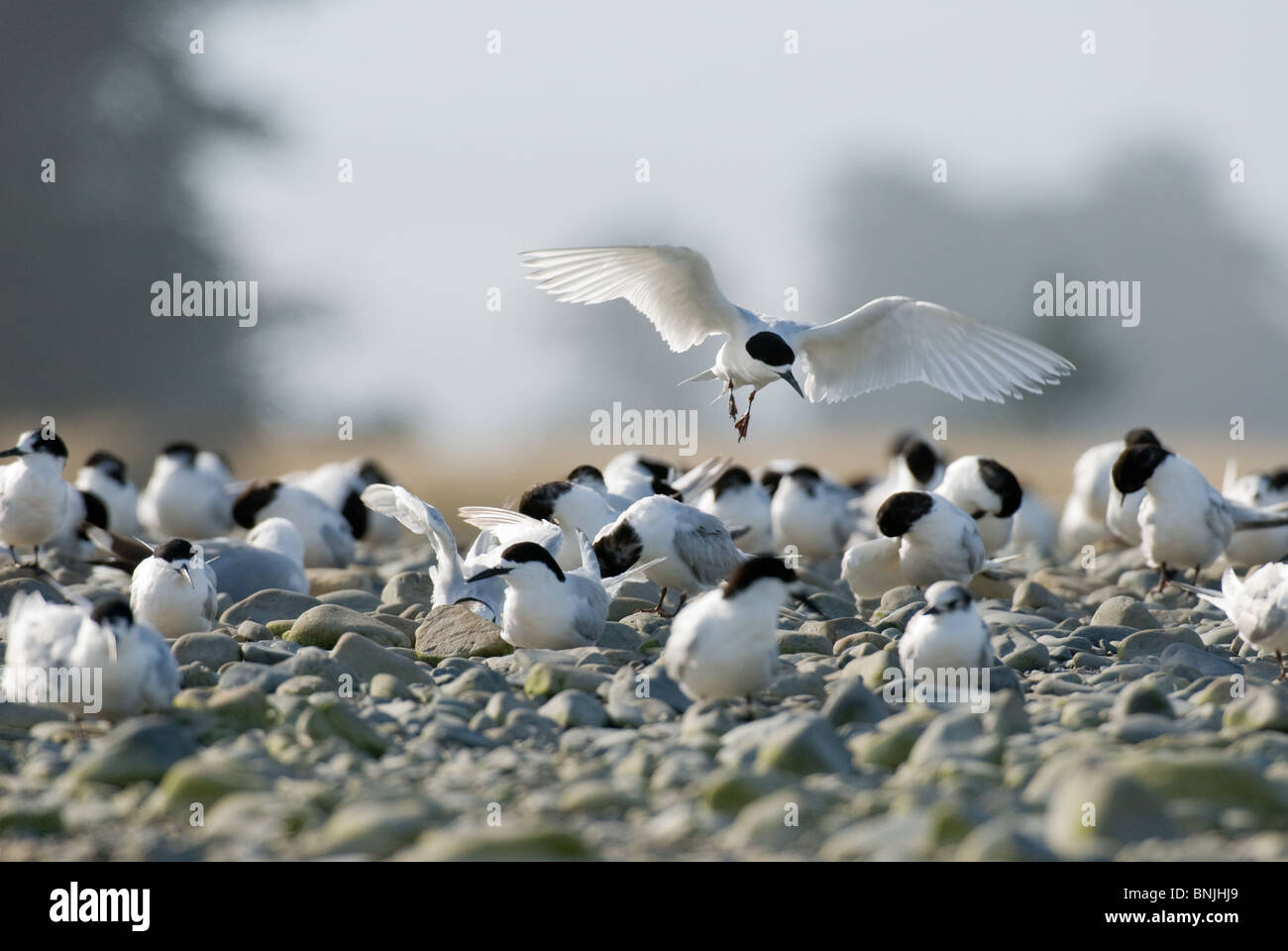 White-fronted Tern New Zealand Stock Photo - Alamy