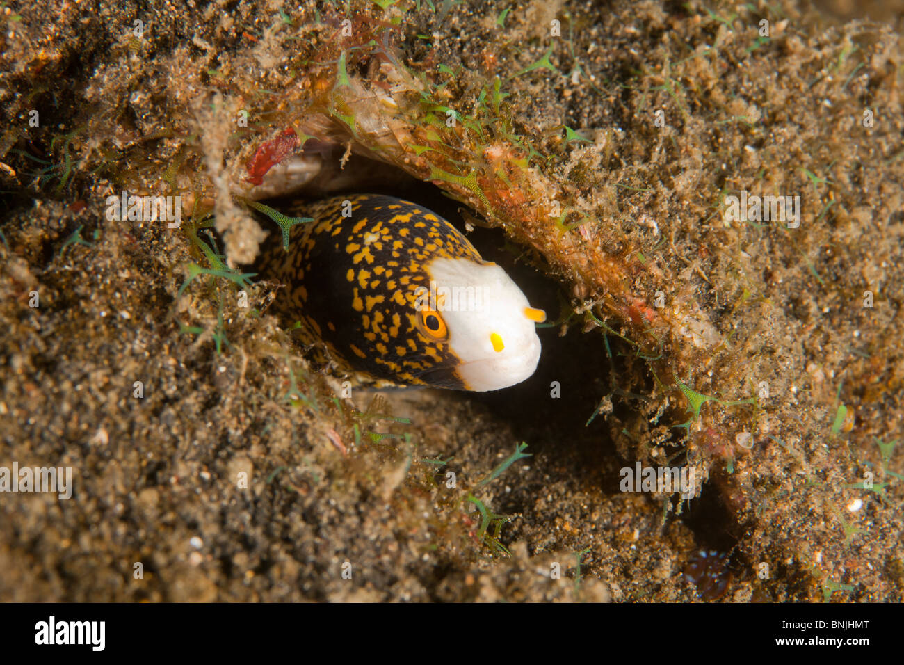 Snowflake Moray Eel (Echidna nebulosa) also known as the Starry Moray ...