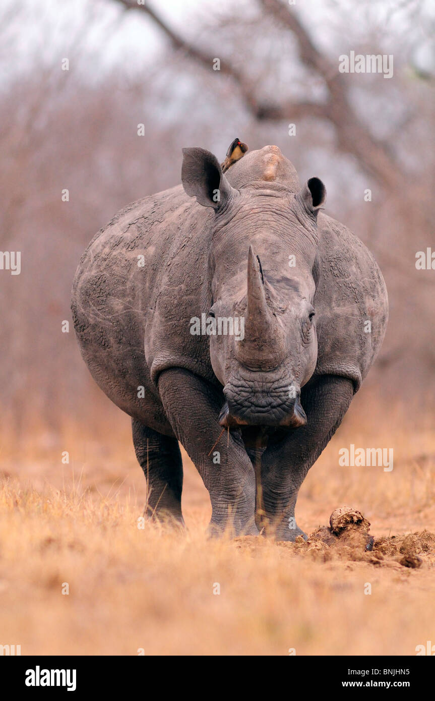 Female Rhino White Rhinoceros Ceratotherium simum Earth Lodge Sabi Sabi ...