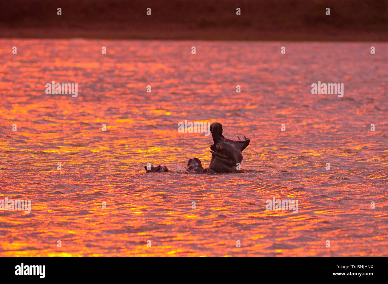 Kosi Lake Hippopotamus Hippopotamus amphibius Kosi Forest Lodge Kosi ...