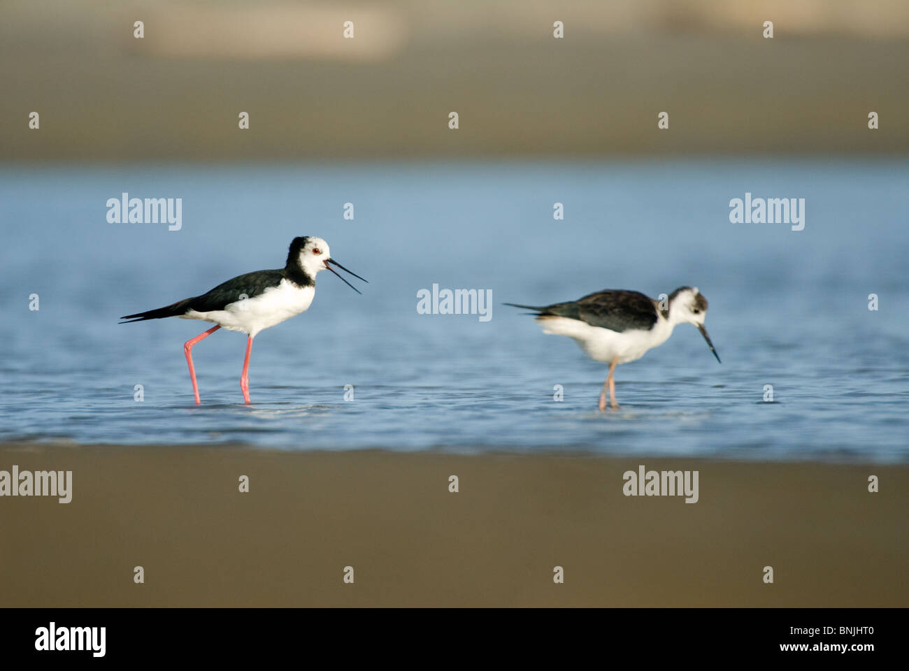 New zealand stilt hi-res stock photography and images - Alamy