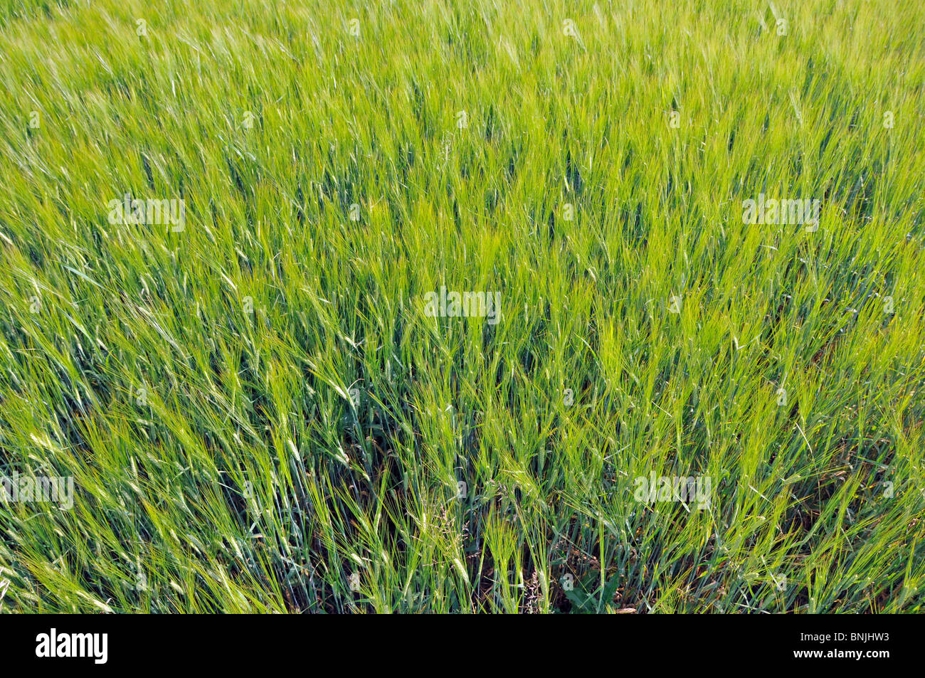 Agriculture ear flower state field barley barley field grain Hordeum ...