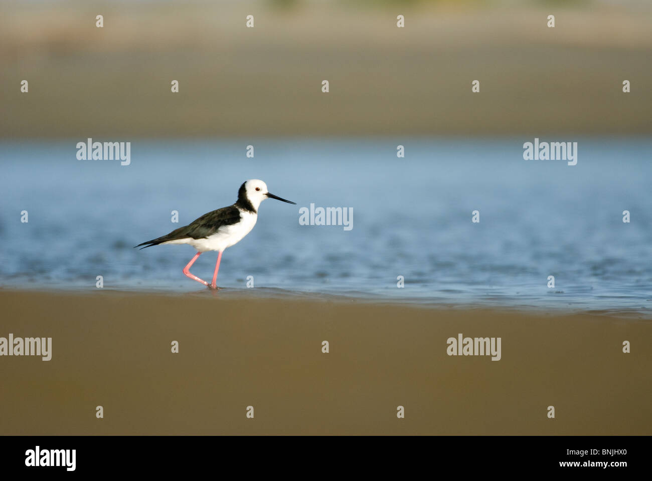 New Zealand Pied Stilt Himantopus himantopus Stock Photo - Alamy