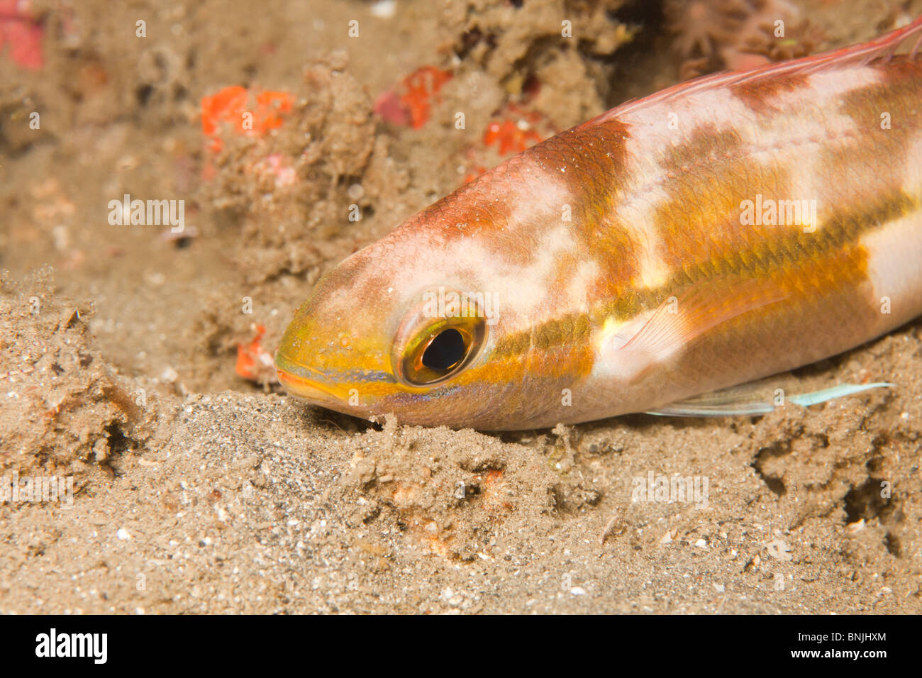 Cardinalfish hi-res stock photography and images - Alamy