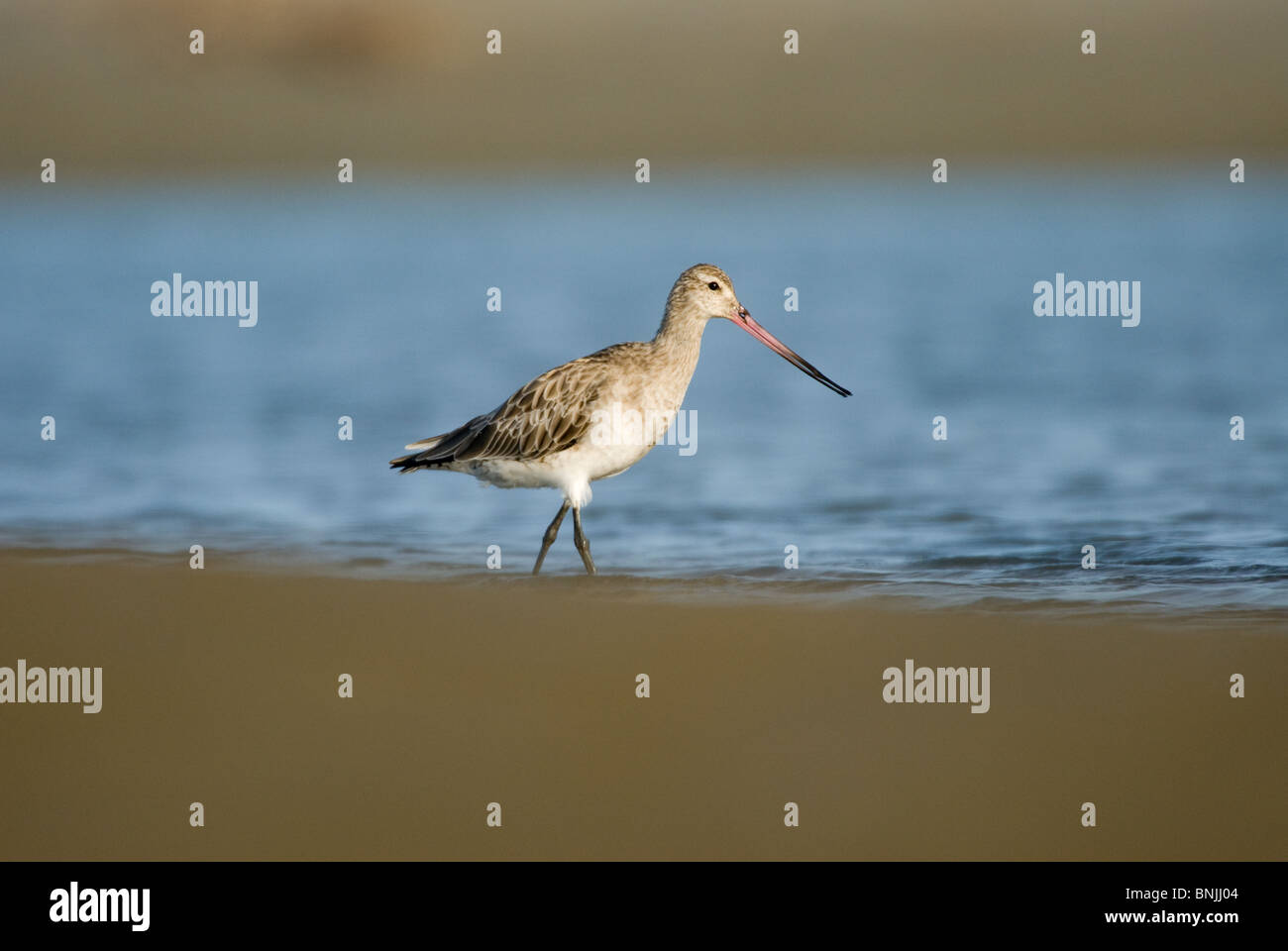 Limosa lapponica new zealand hi-res stock photography and images - Alamy