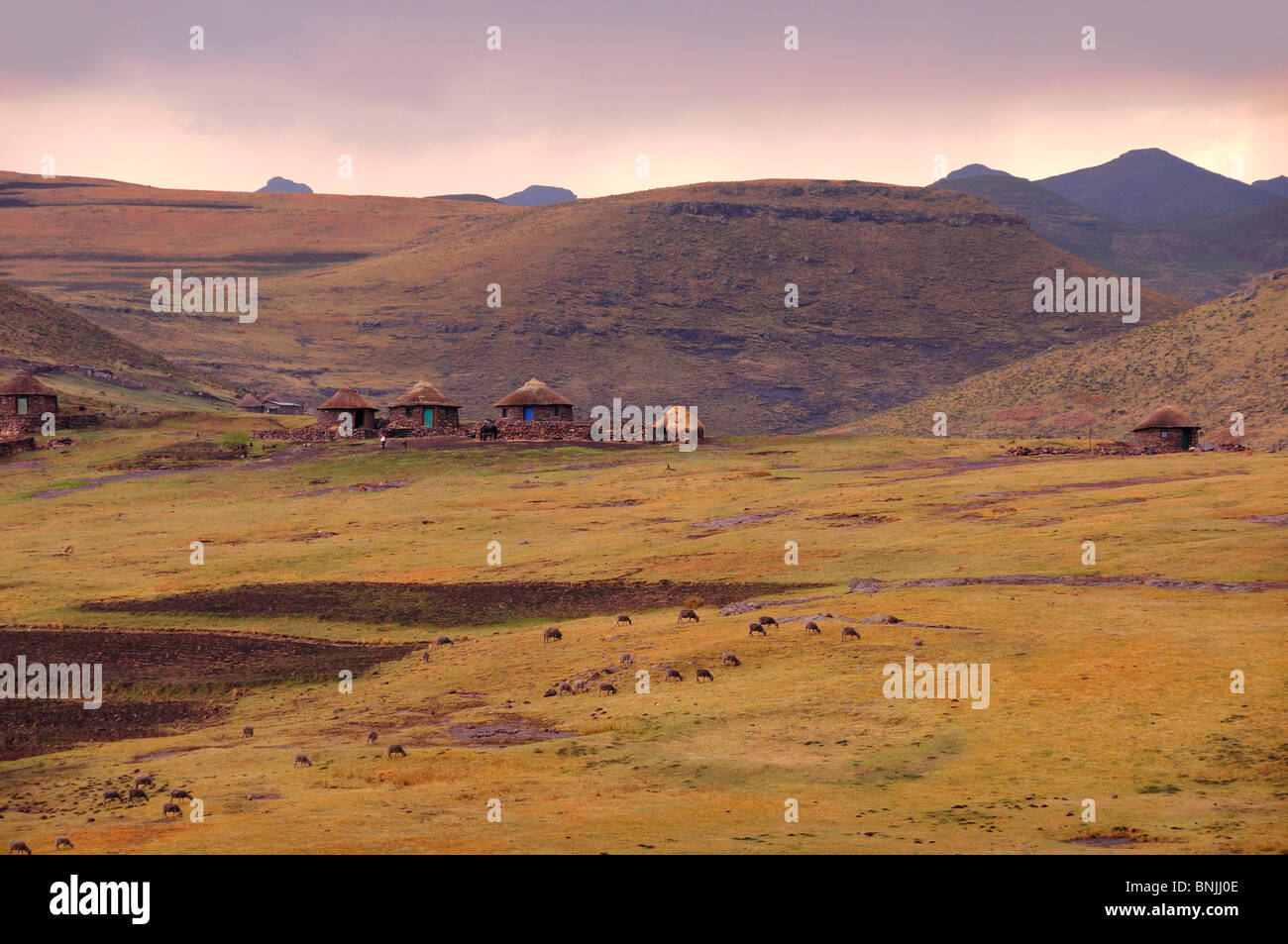 Huts near Semonkong Lesotho Southern Africa houses settlement sheep ...